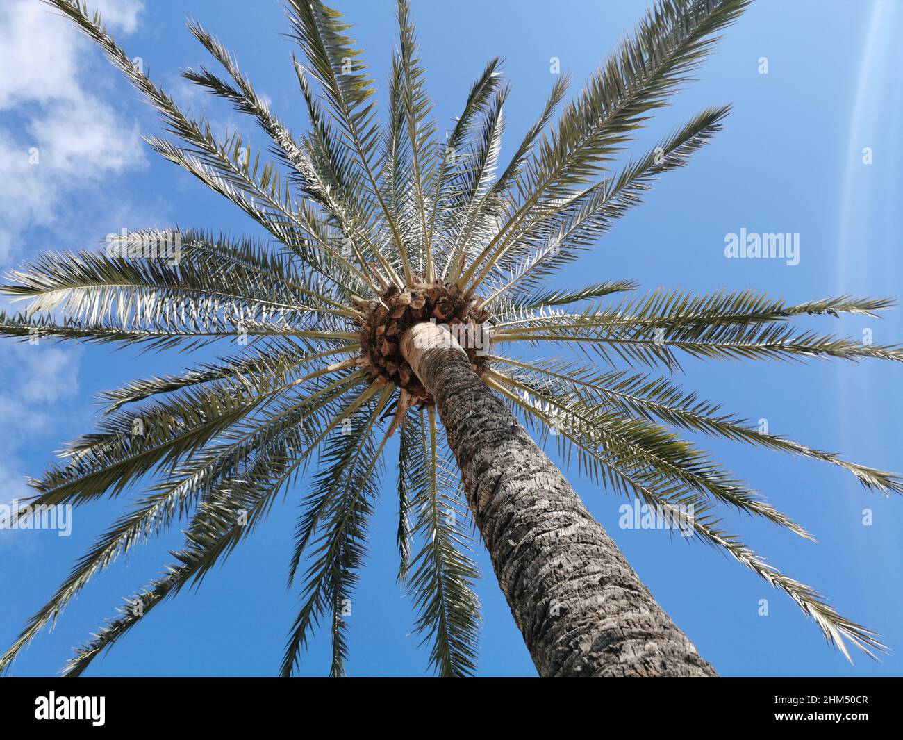 Low angle shot of palm tree in Palma de Mallorca, Balearic Islands ...