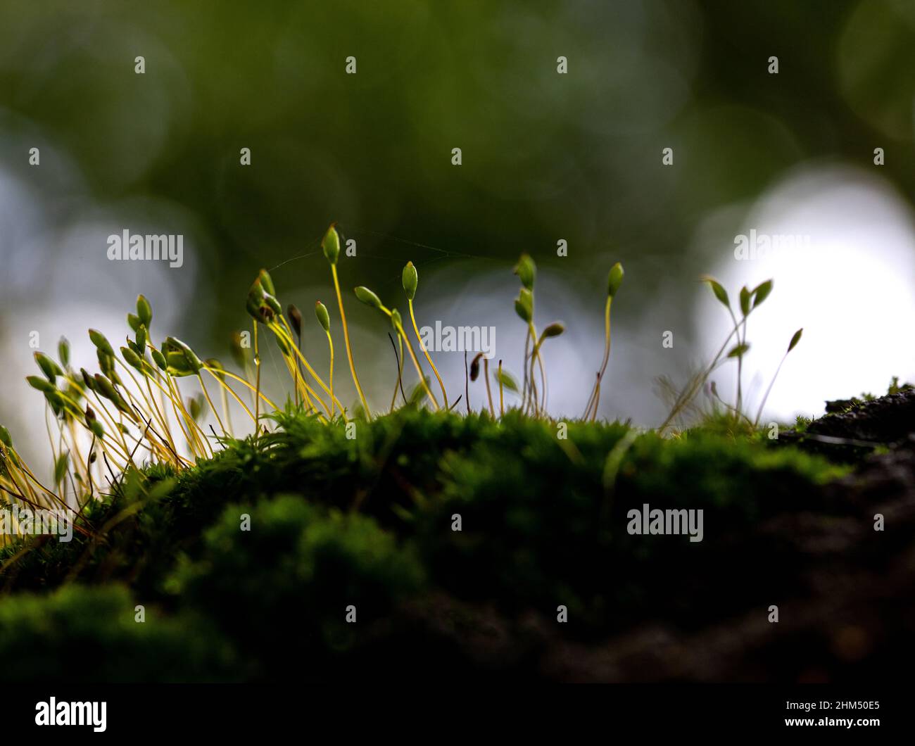 Weak light photography hi-res stock photography and images - Alamy