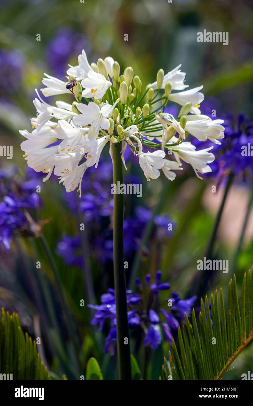 Agapanthus plant specie, flower close-up, it is native to Southern ...