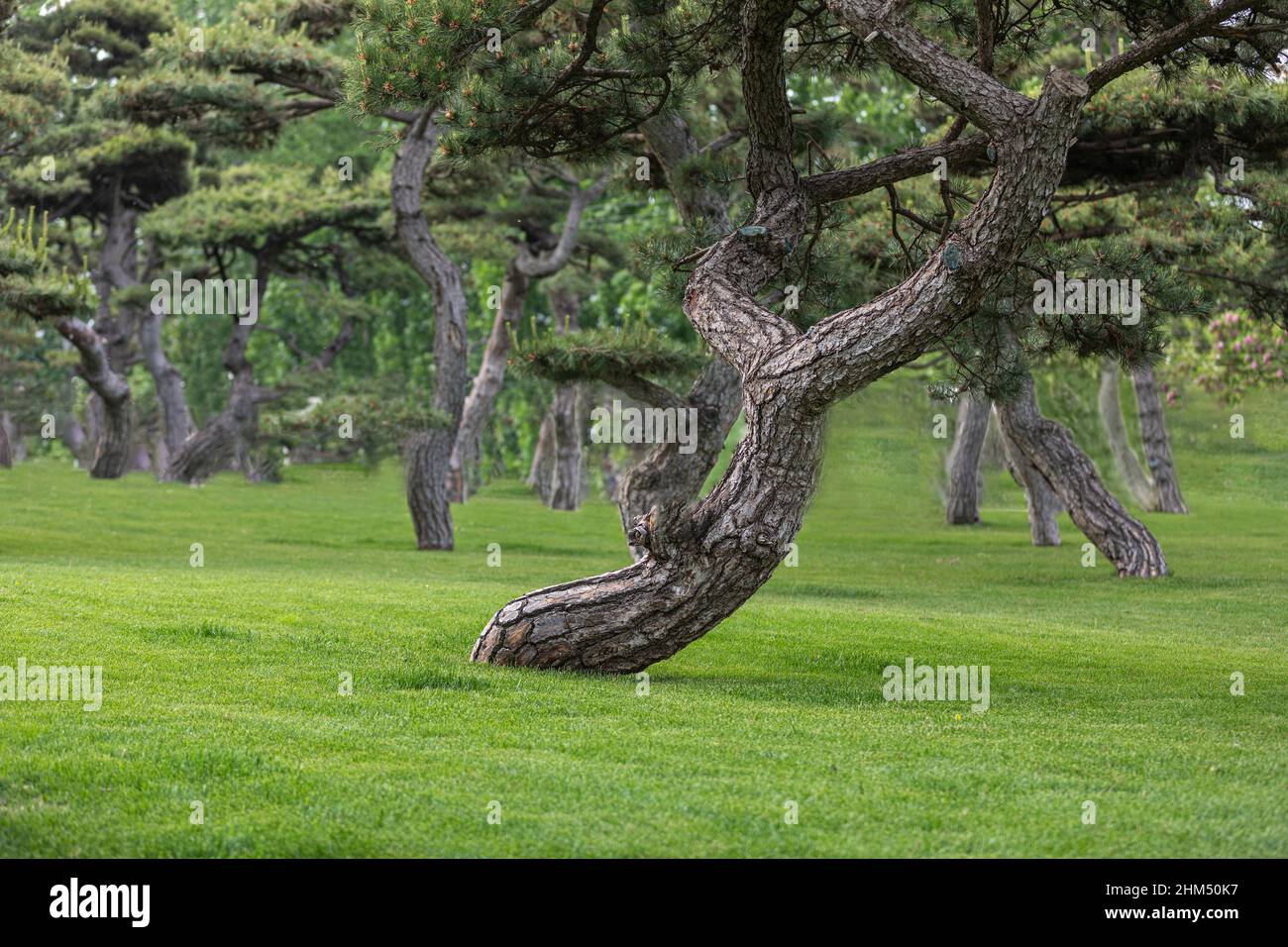 The beauty of the model of pine trees in Beijing modern landscape ...
