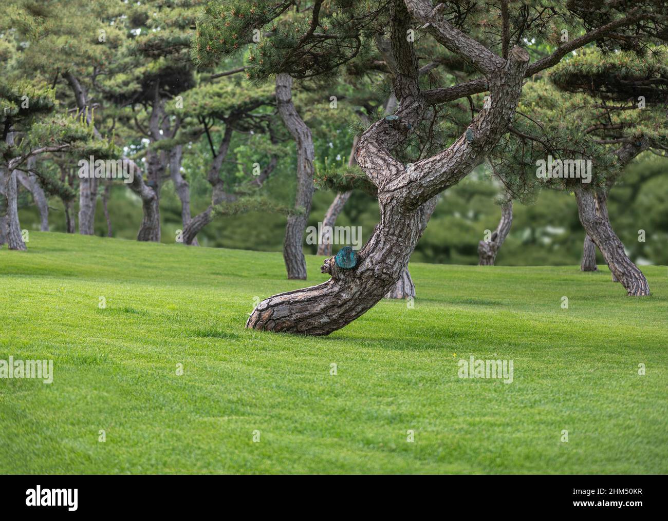The beauty of the model of pine trees in Beijing modern landscape ...