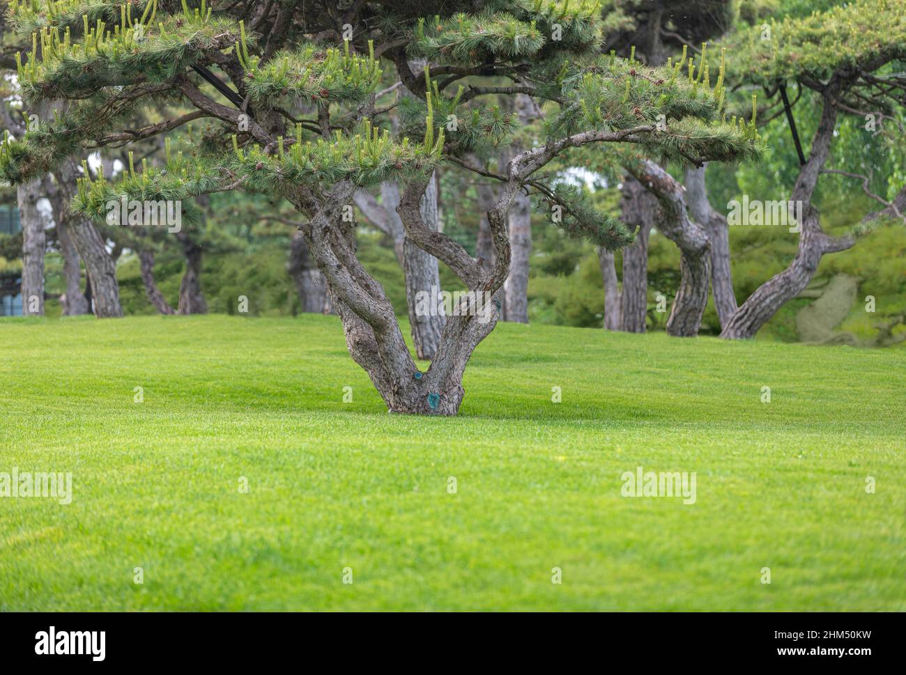 The beauty of the model of pine trees in Beijing modern landscape ...