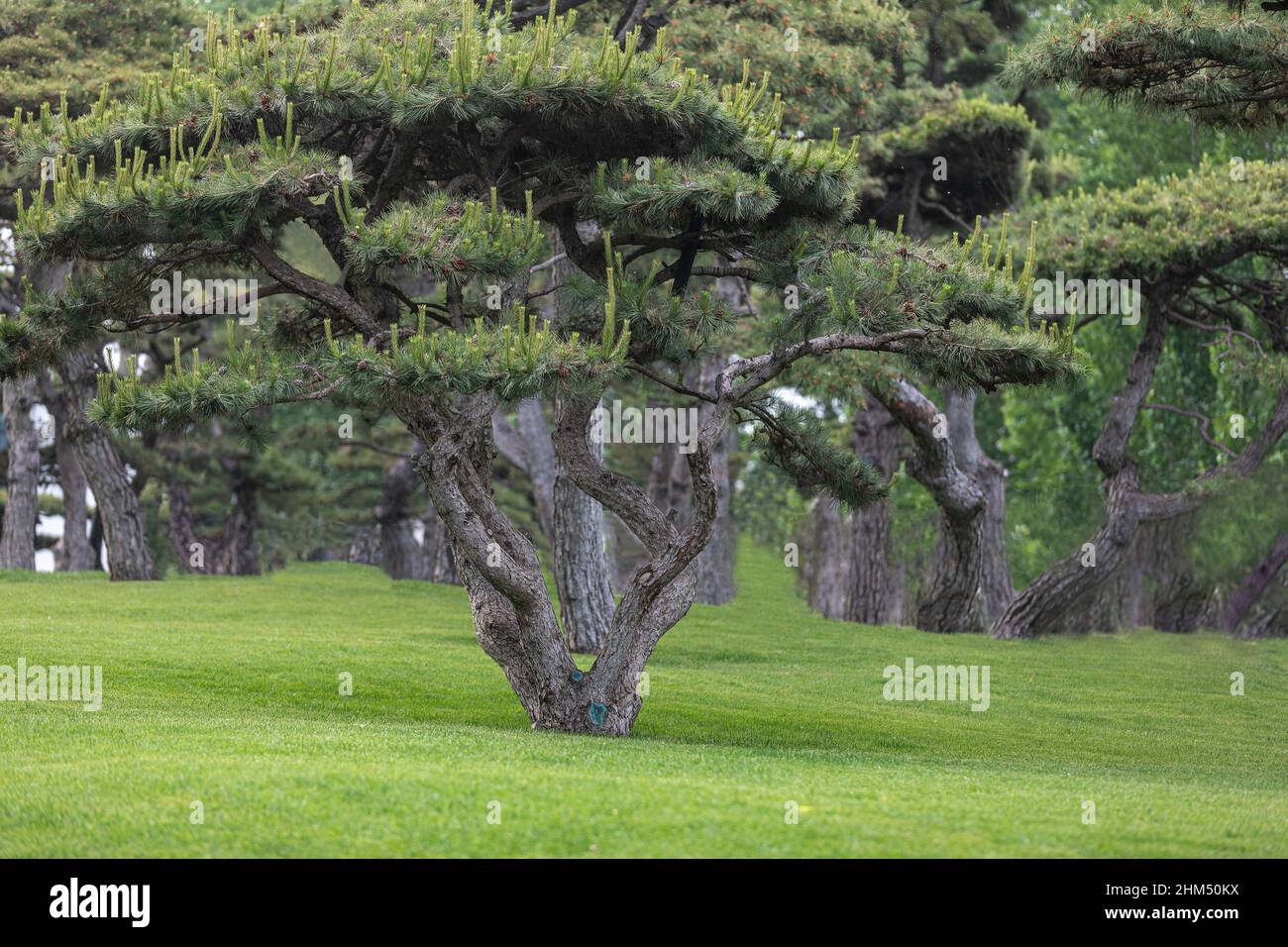 The beauty of the model of pine trees in Beijing modern landscape ...