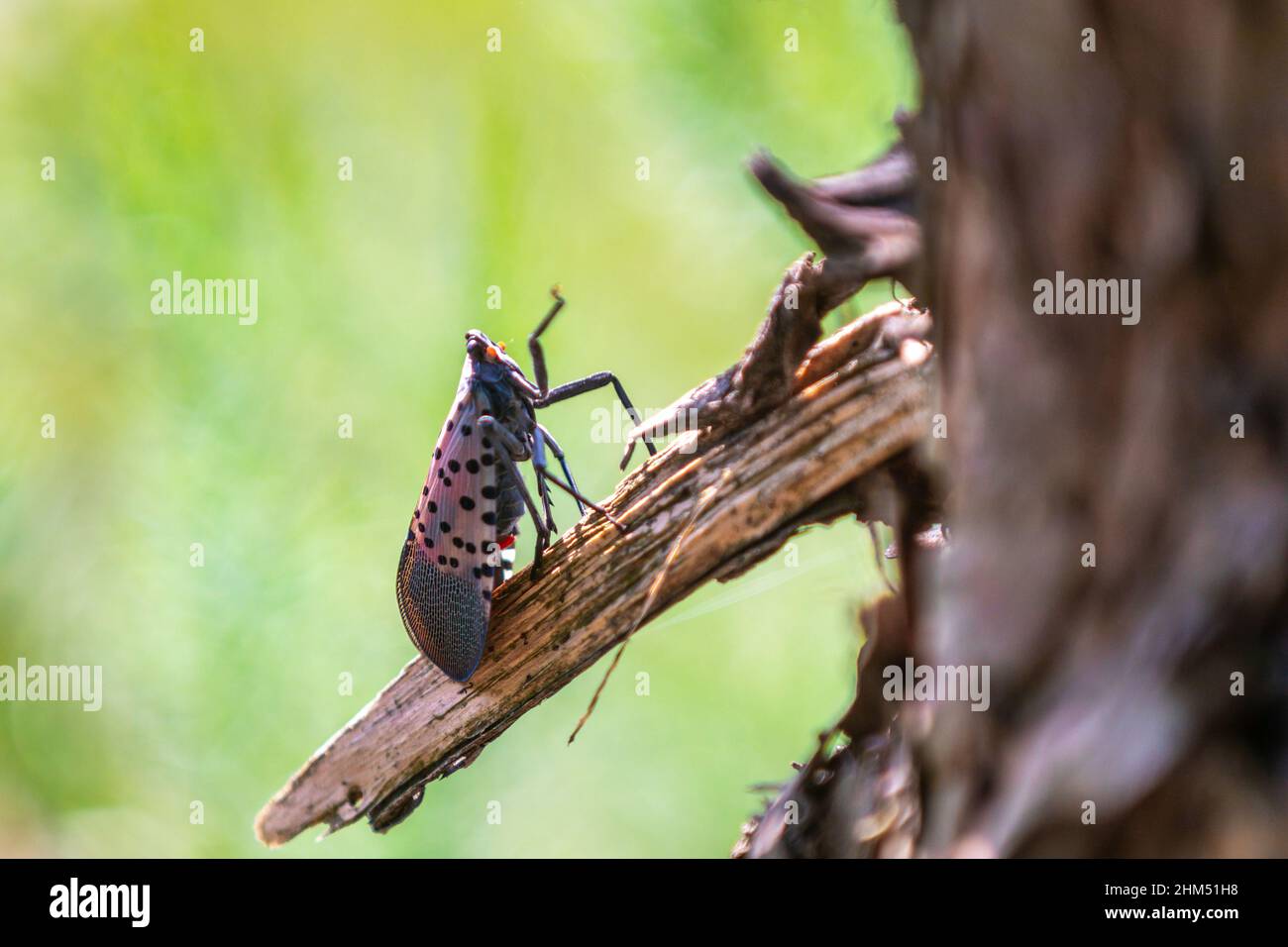 Live insects hi-res stock photography and images - Alamy