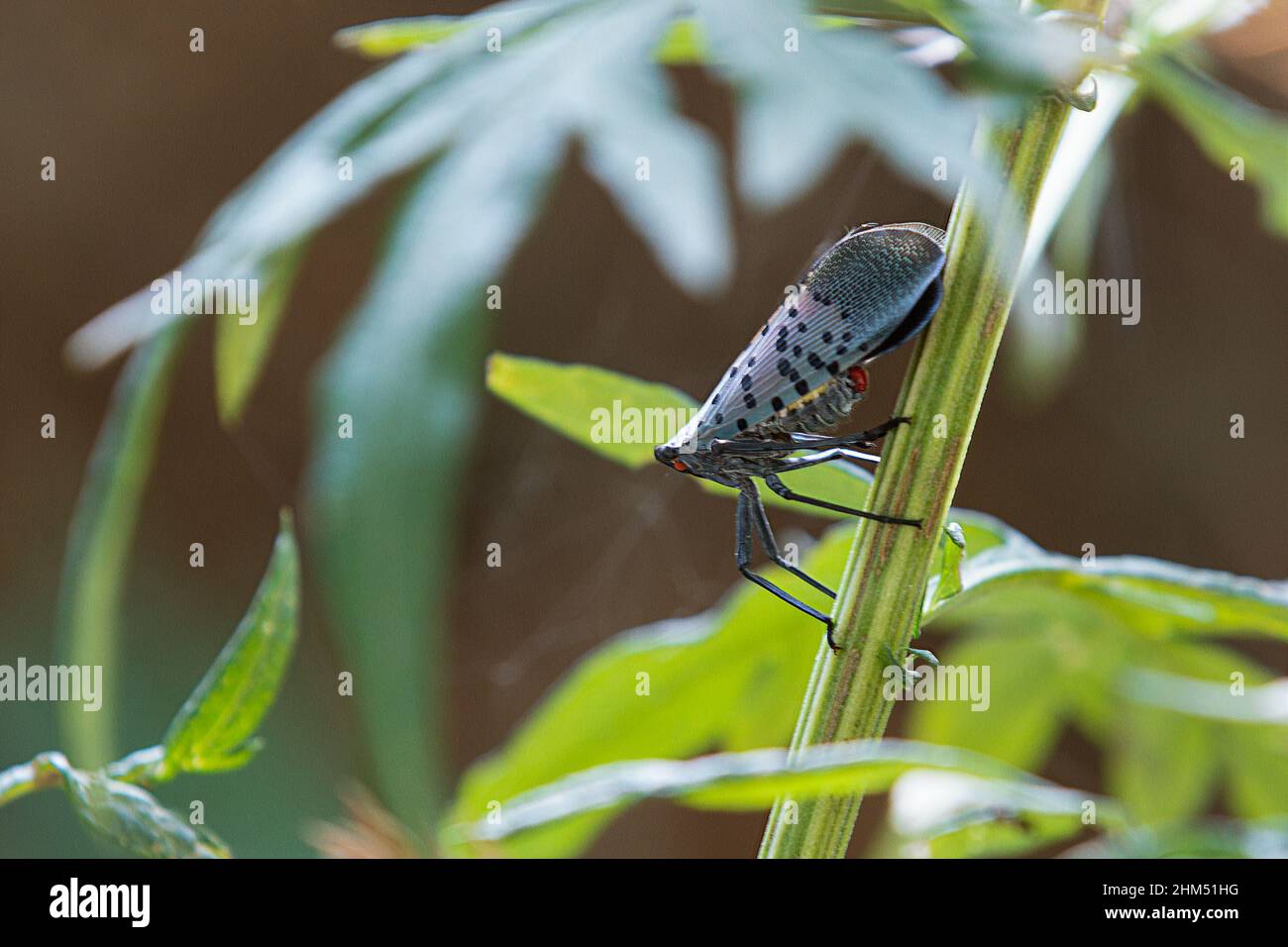 Live insects hi-res stock photography and images - Alamy