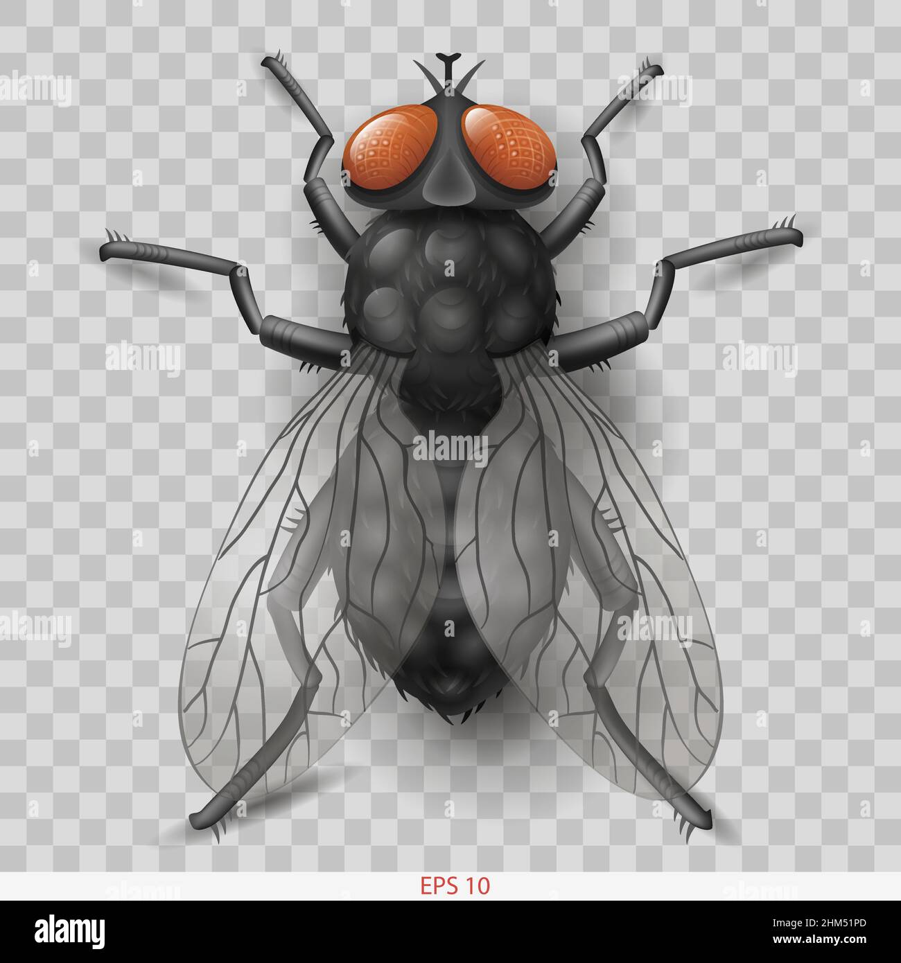 Realistic insect fly. 3D vector graphics. Transparent shadow Stock ...