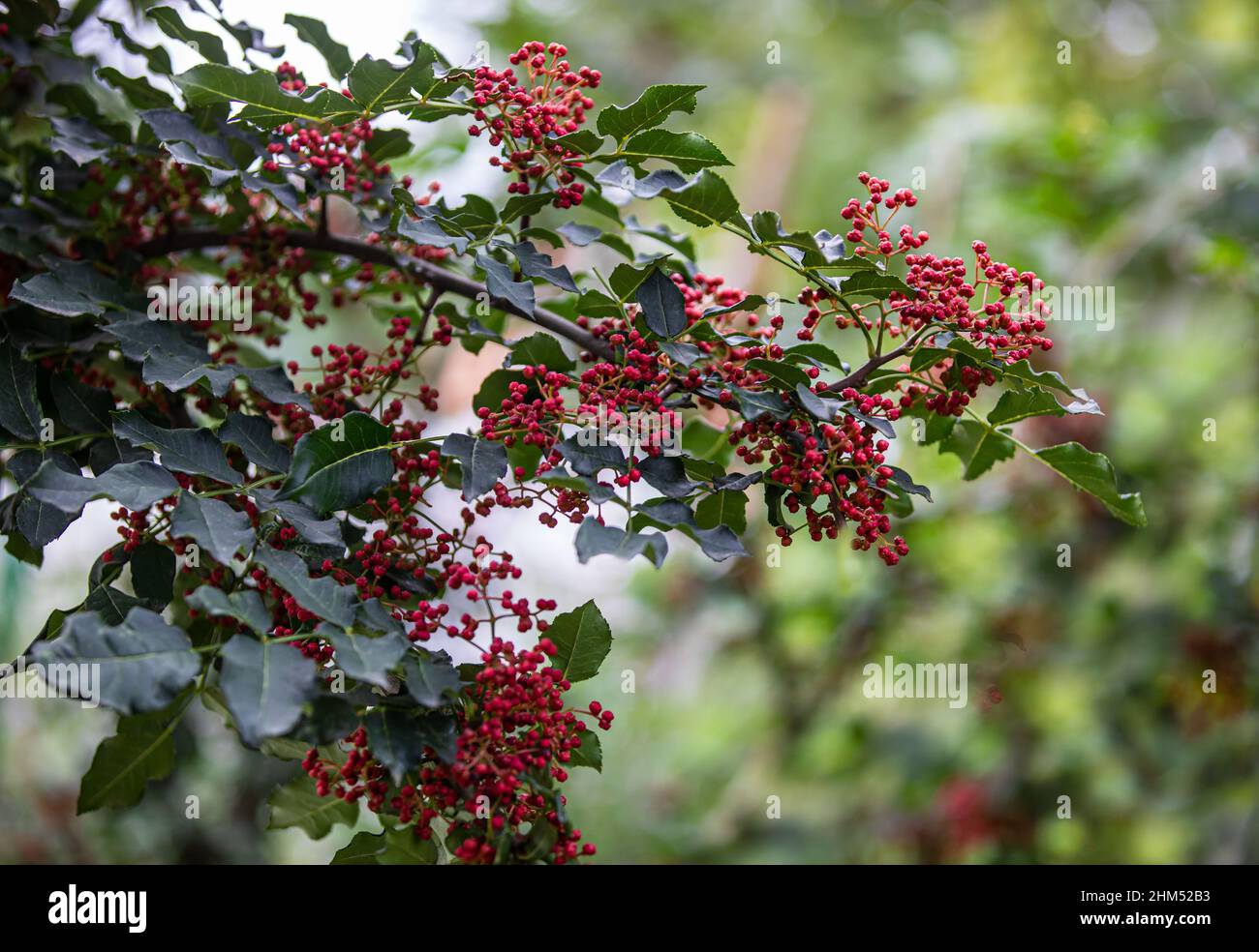 Chinese mountain ash trees hi-res stock photography and images - Alamy