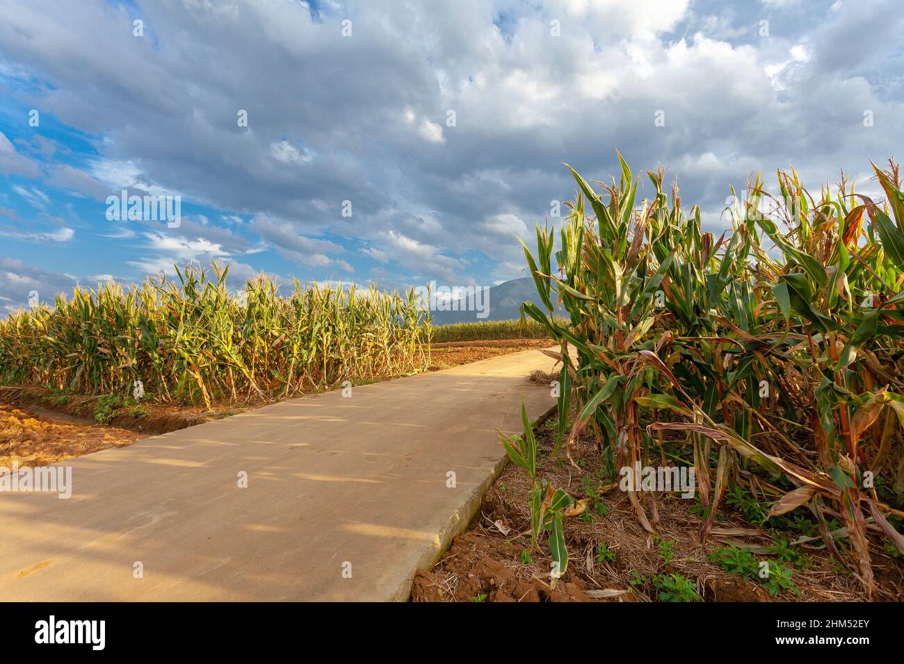Hills and pastoral grains hi-res stock photography and images - Alamy