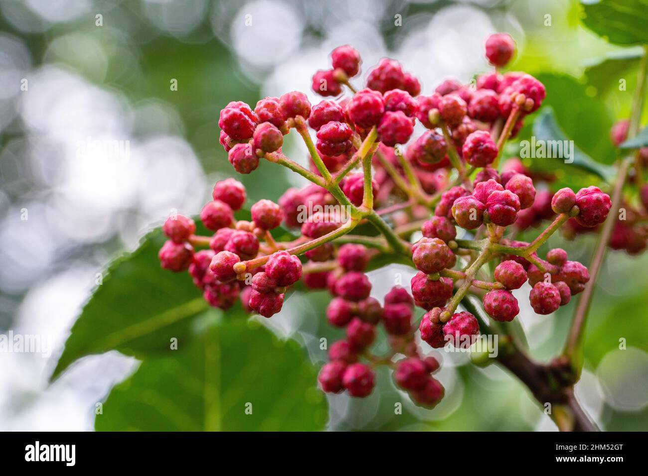 Chinese mountain ash trees hi-res stock photography and images - Alamy