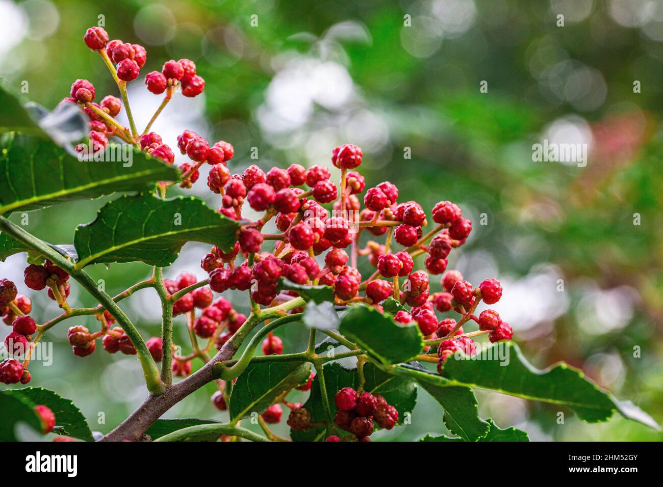Chinese mountain ash trees hi-res stock photography and images - Alamy