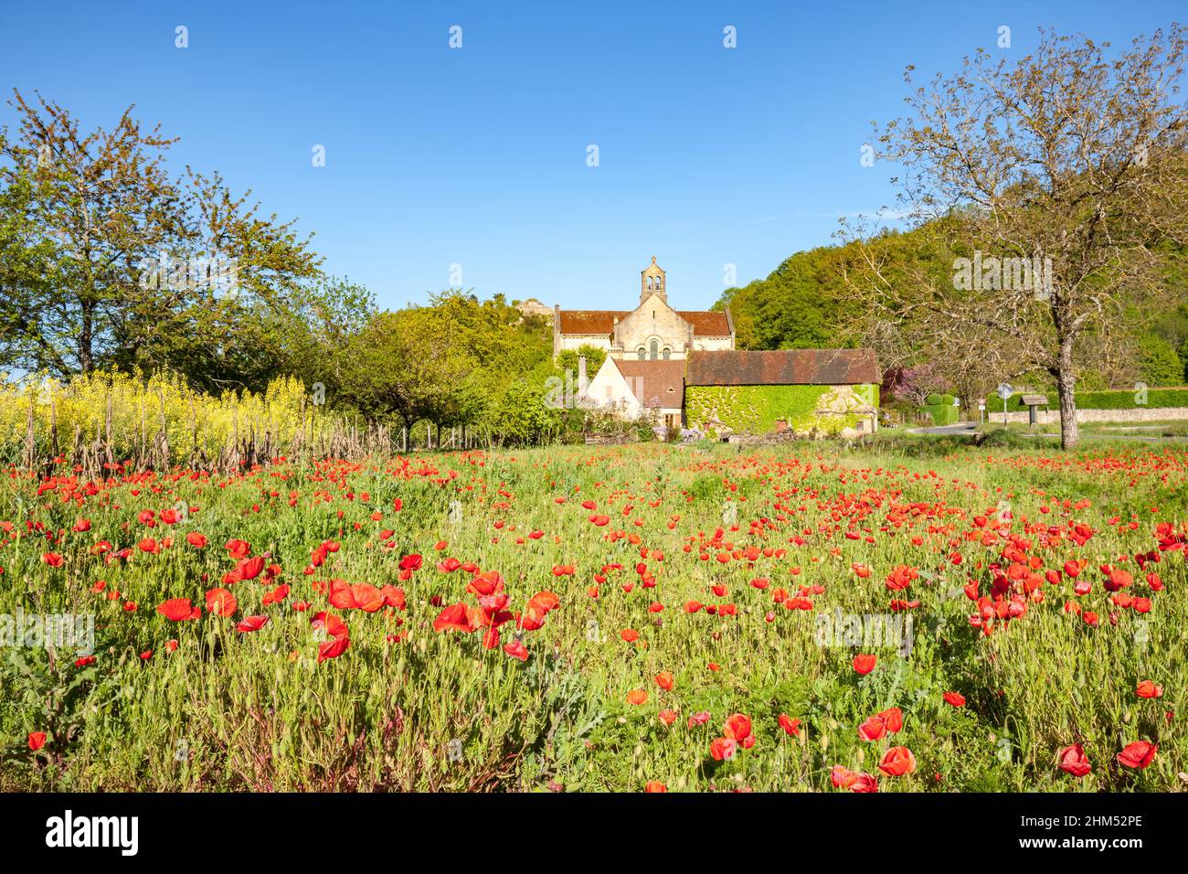 A blooming field of red poppies with walnut trees and Cenac medieval ...
