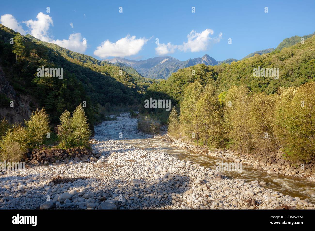 Cortex phellodendri hi-res stock photography and images - Alamy