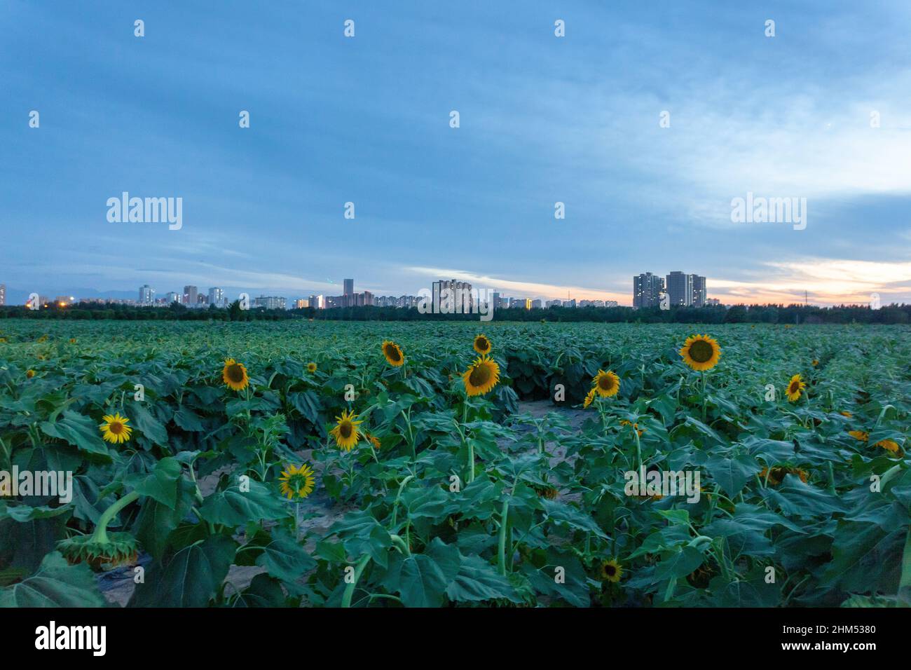 Sunflower china hi-res stock photography and images - Alamy