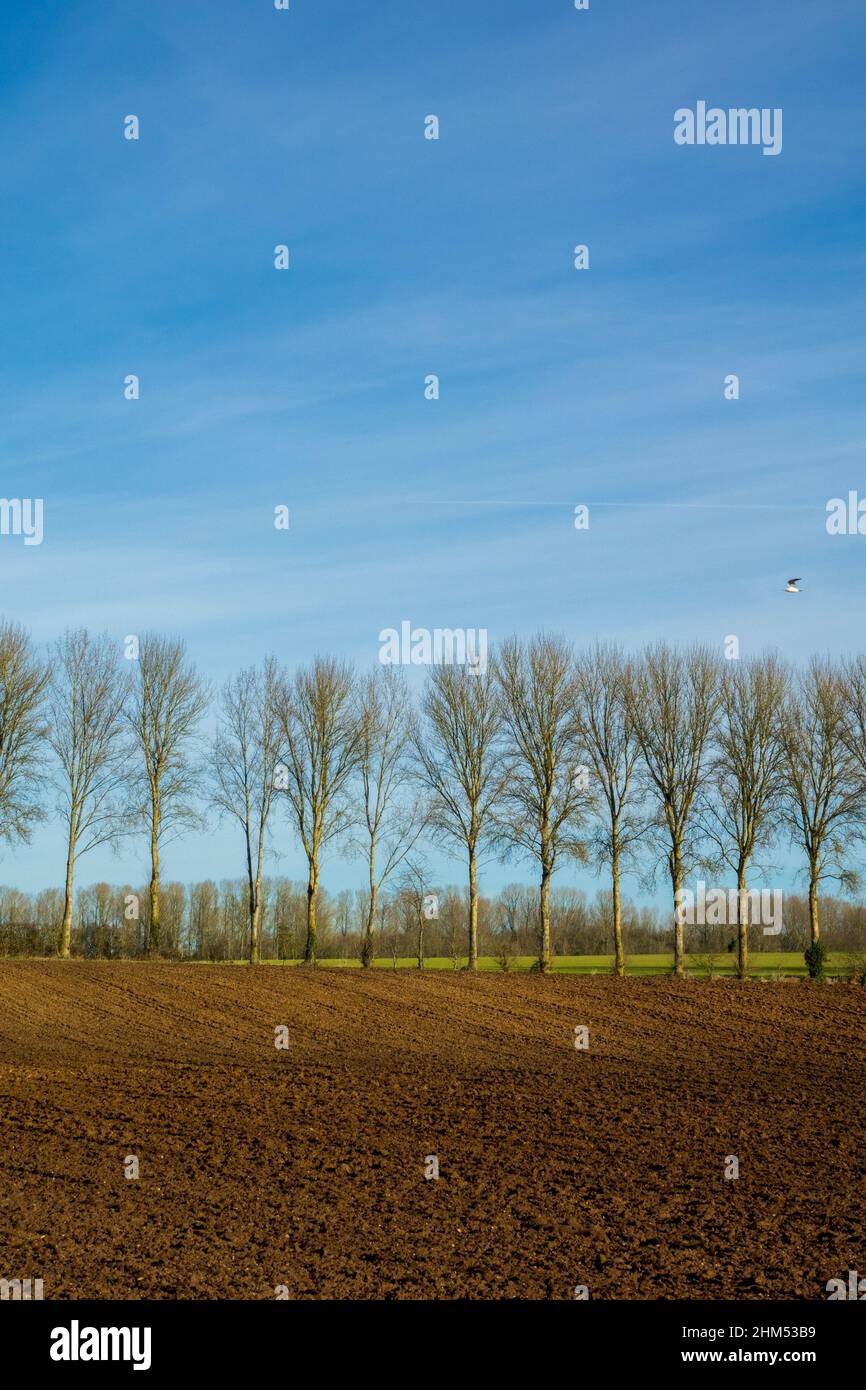 Hedgerow line hi-res stock photography and images - Alamy