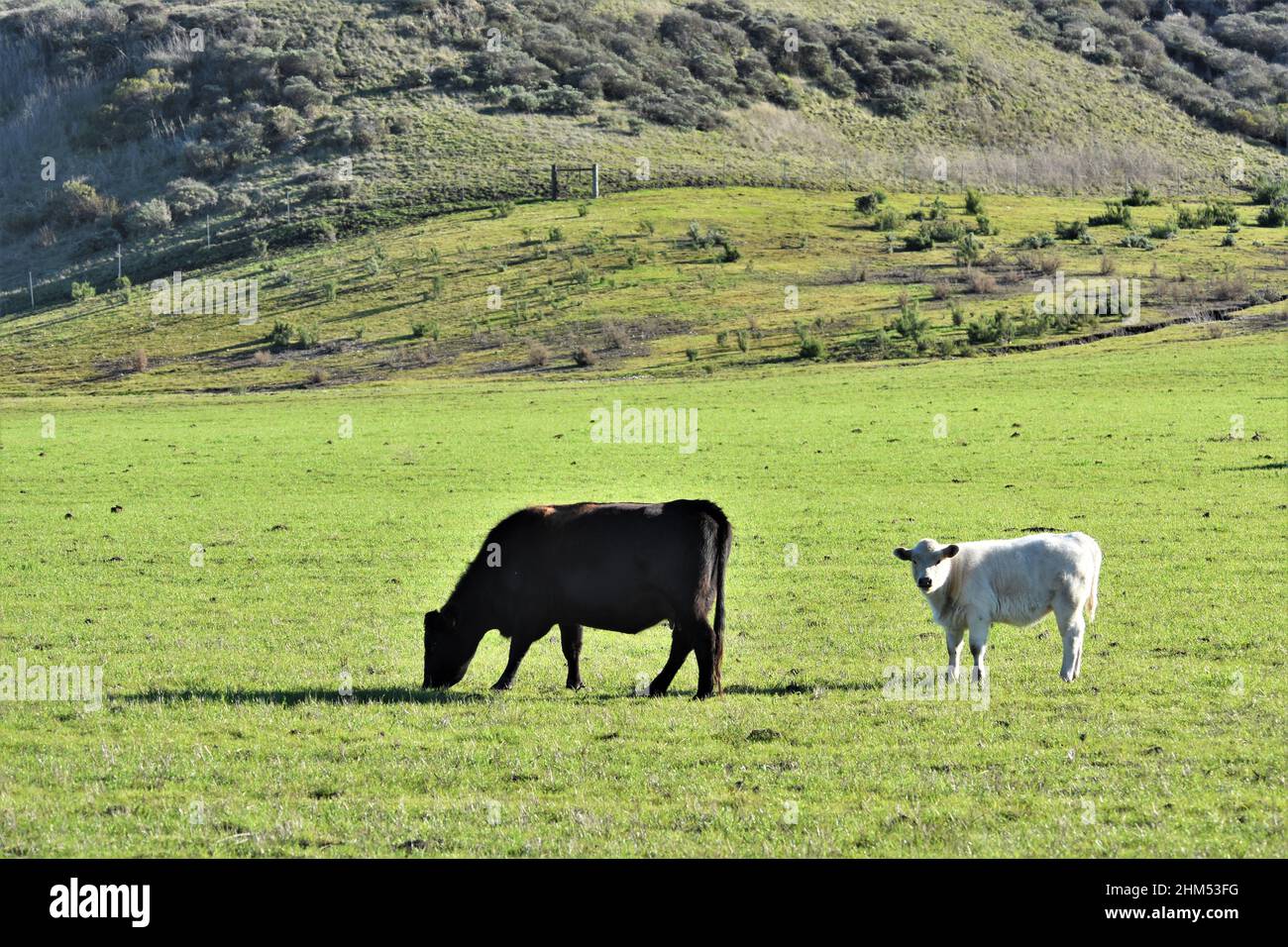 beef cattle on the open range in central California coastal range ...