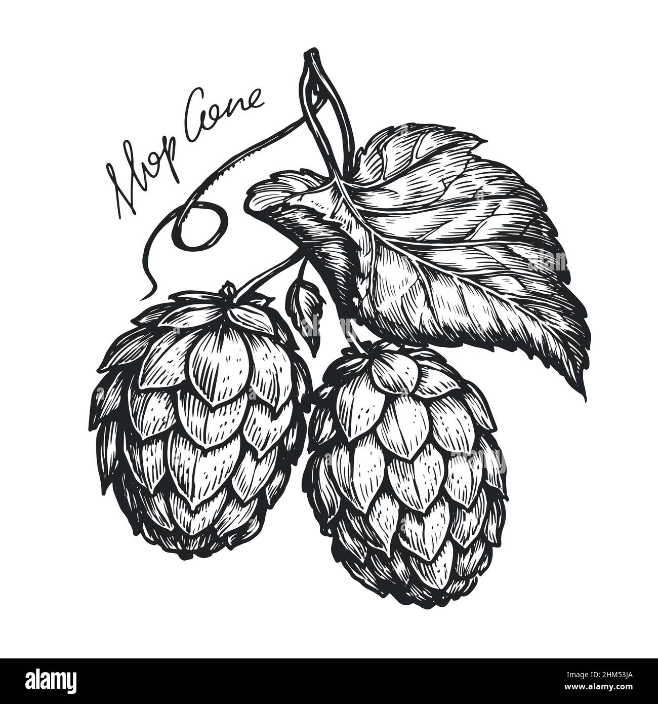 Hop cones and leaves. Vintage engraving style. Hand drawn sketch vector ...