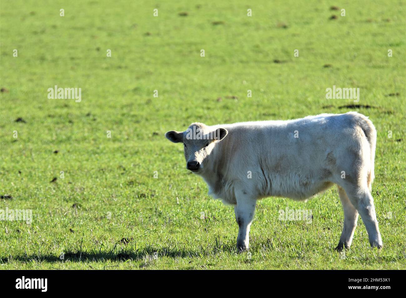 beef cattle on the open range in central California coastal range ...