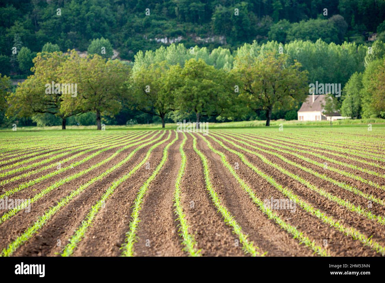 Lines of young spring planted crops with trees in the background in the ...