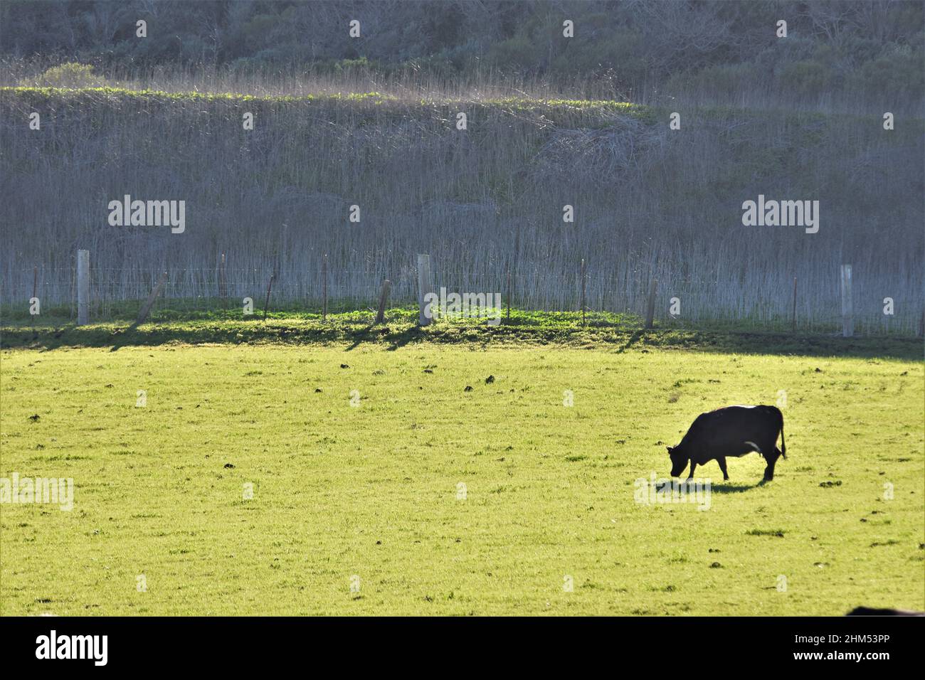 beef cattle on the open range in central California coastal range ...