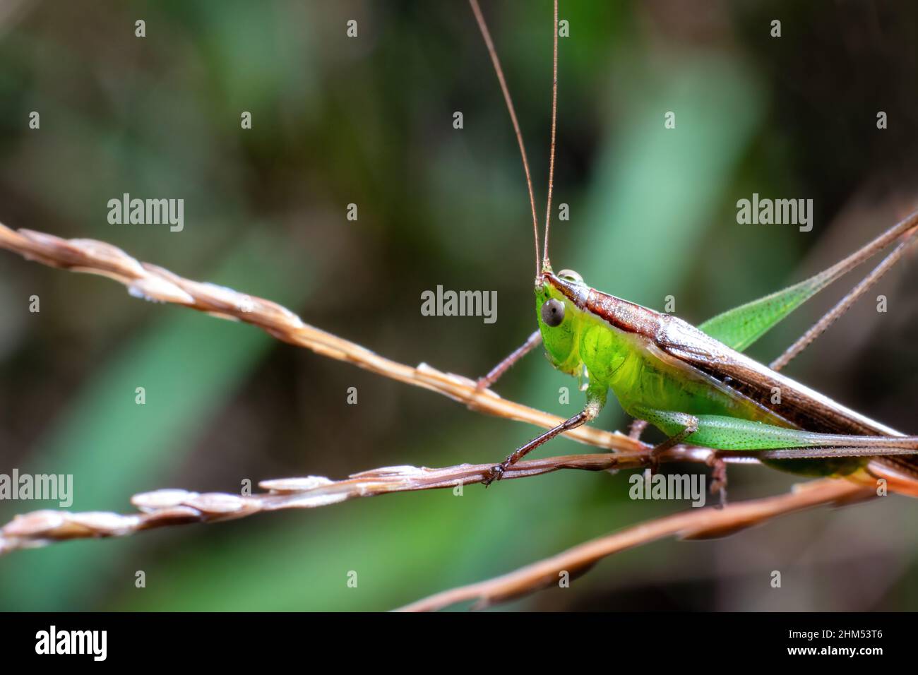Locusts pictures hi-res stock photography and images - Alamy