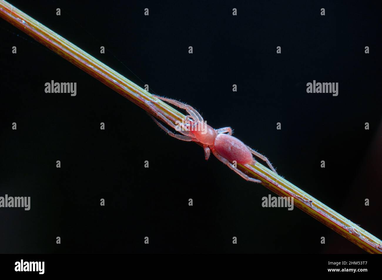 Chongqing rural ecological - spider Stock Photo - Alamy