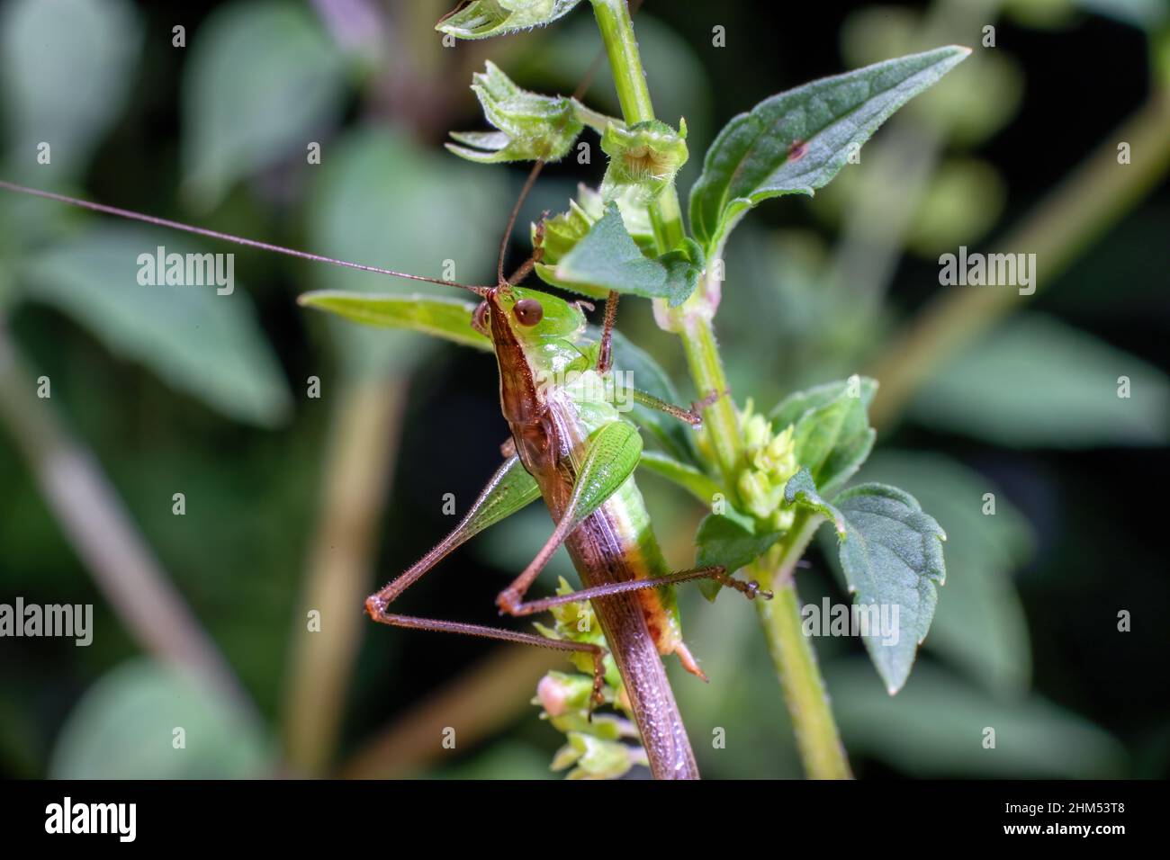 Locusts pictures hi-res stock photography and images - Alamy