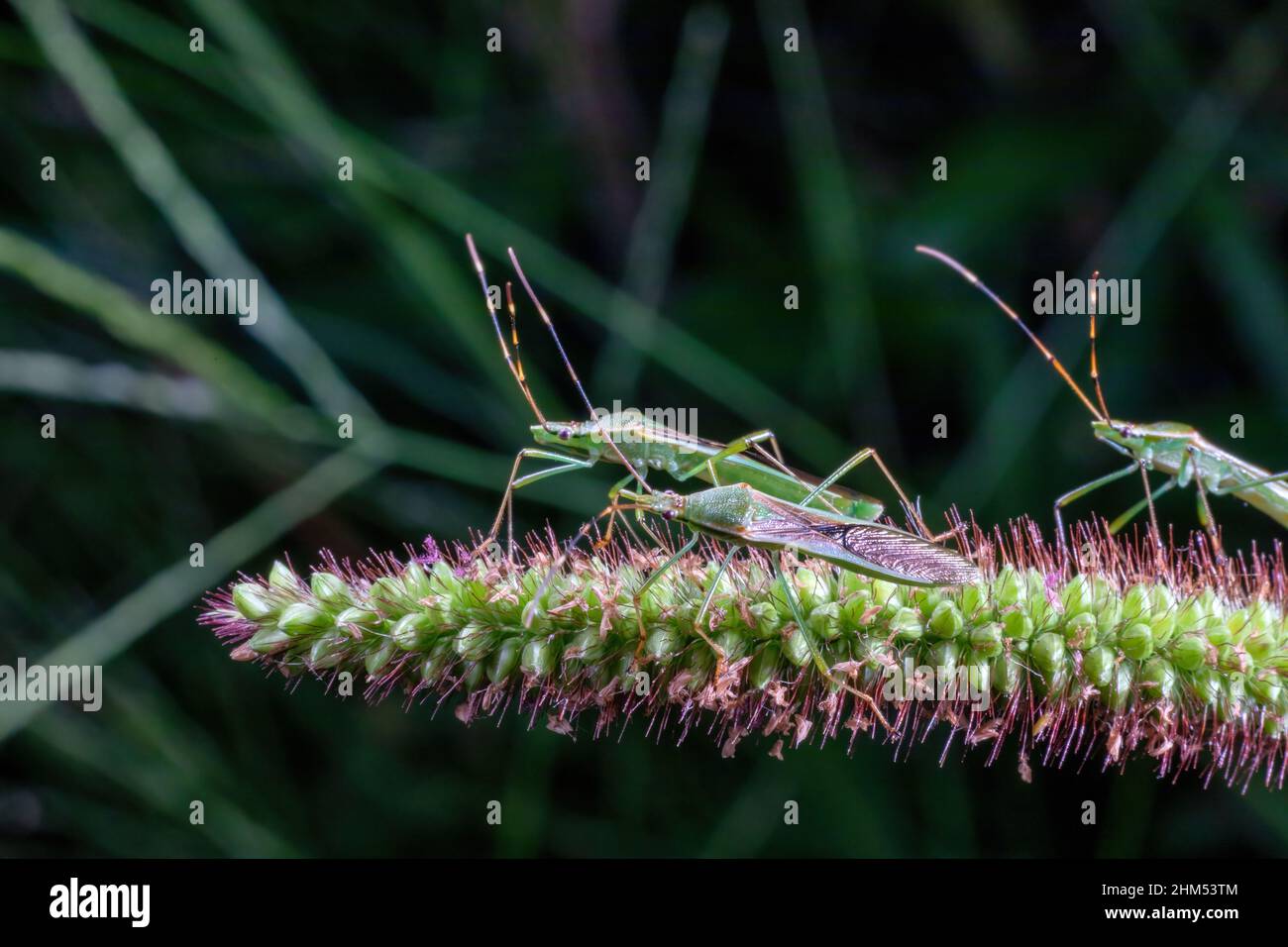 Chongqing rural ecological - bugs Stock Photo - Alamy