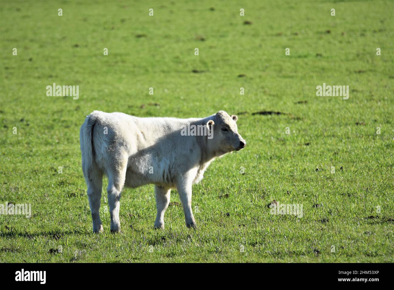 beef cattle on the open range in central California coastal range ...