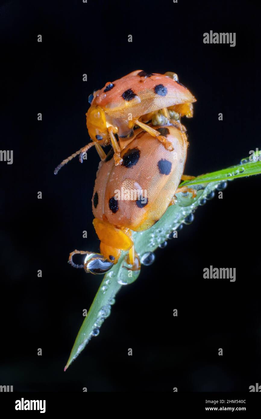 Back view of ladybug hi-res stock photography and images - Alamy