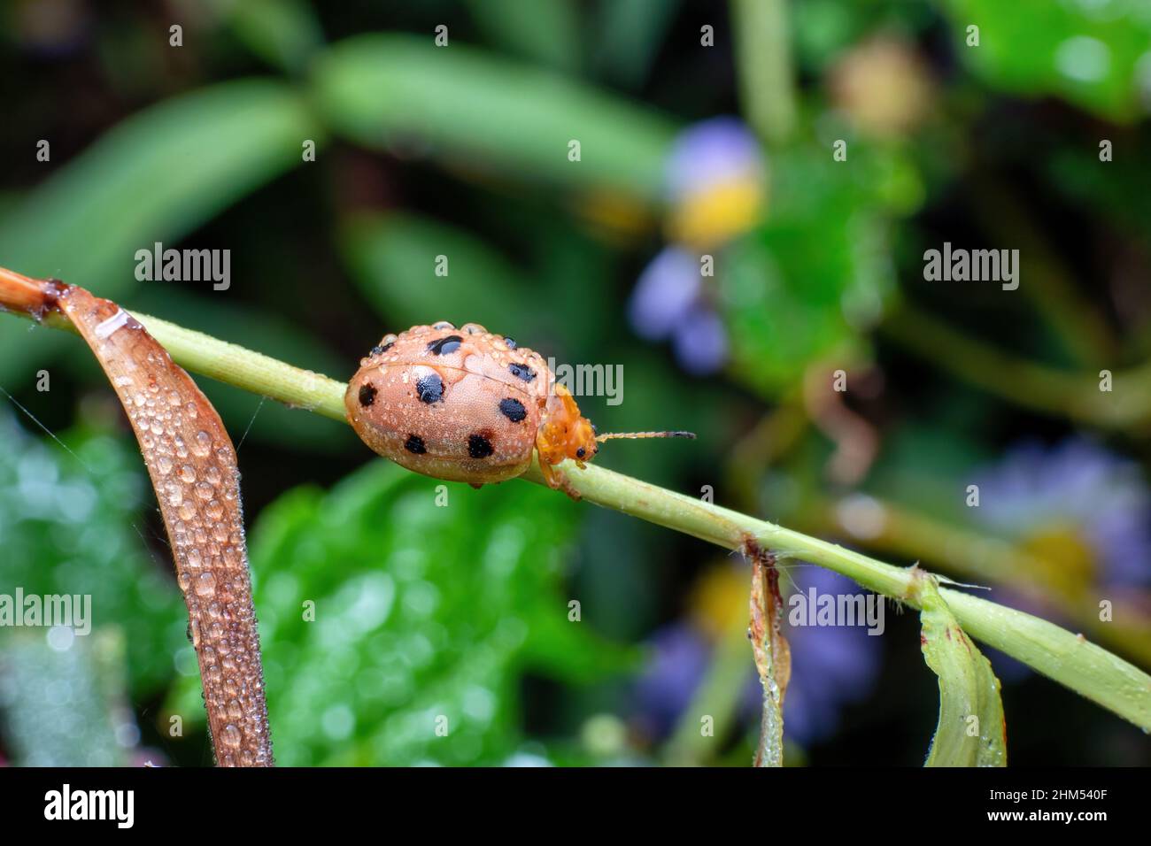Back view of ladybug hi-res stock photography and images - Alamy