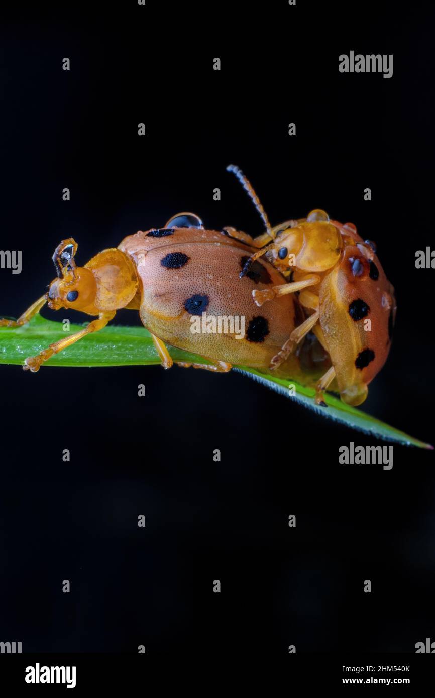 Back view of ladybug hi-res stock photography and images - Alamy