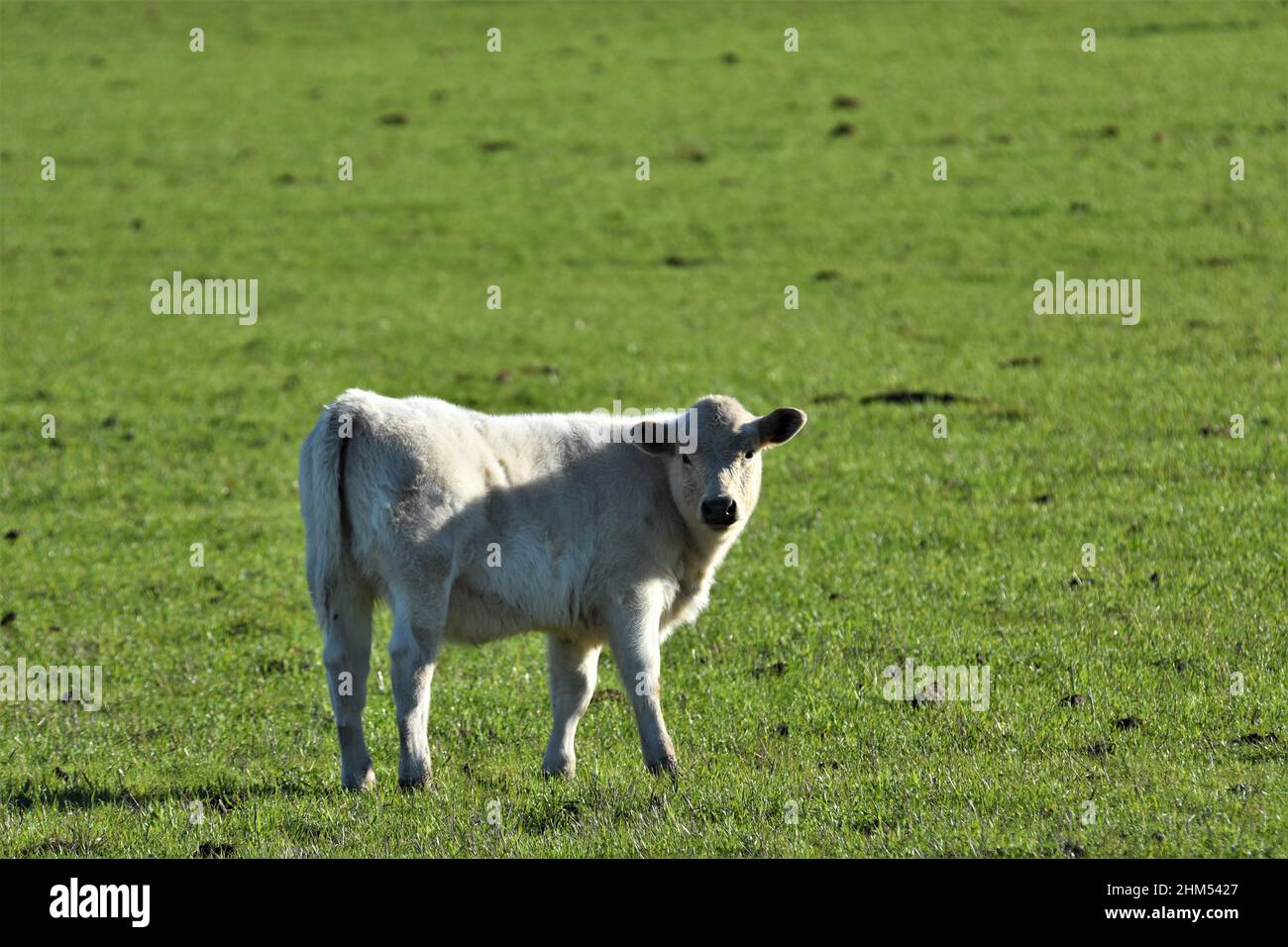beef cattle on the open range in central California coastal range ...