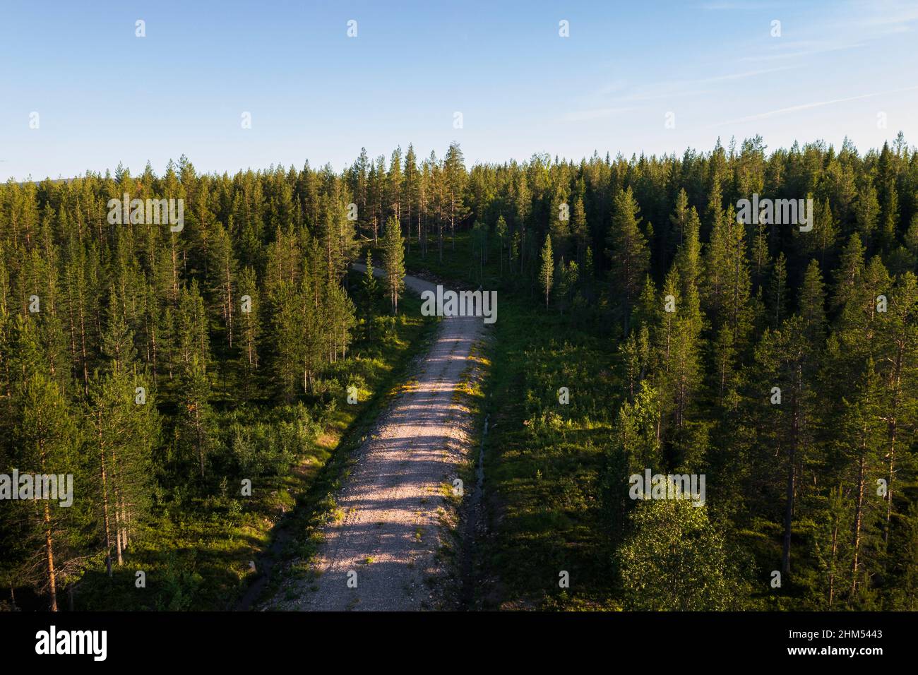 Dirt road in pine forest hi-res stock photography and images - Alamy