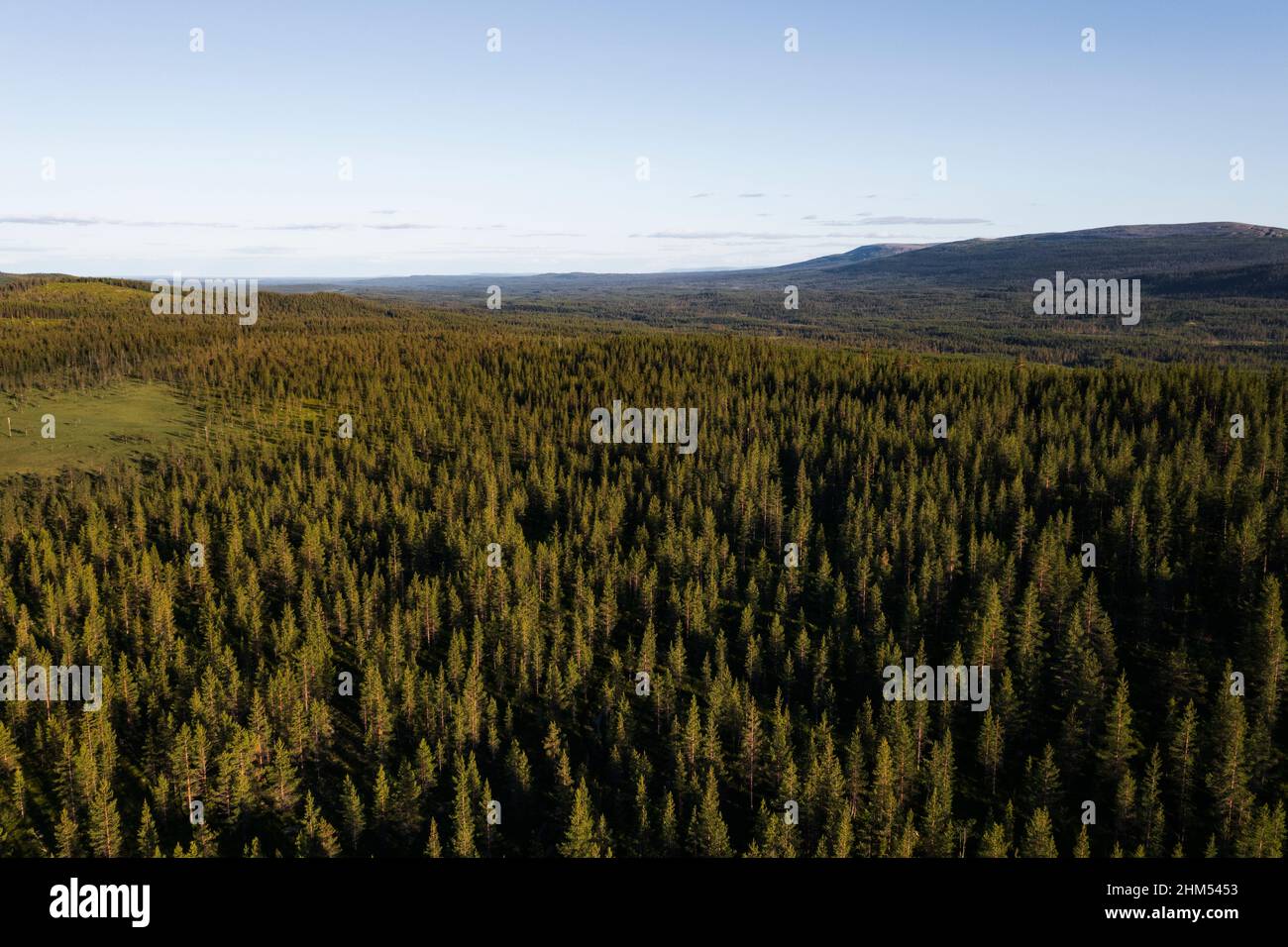 Pine forest landscape hi-res stock photography and images - Alamy