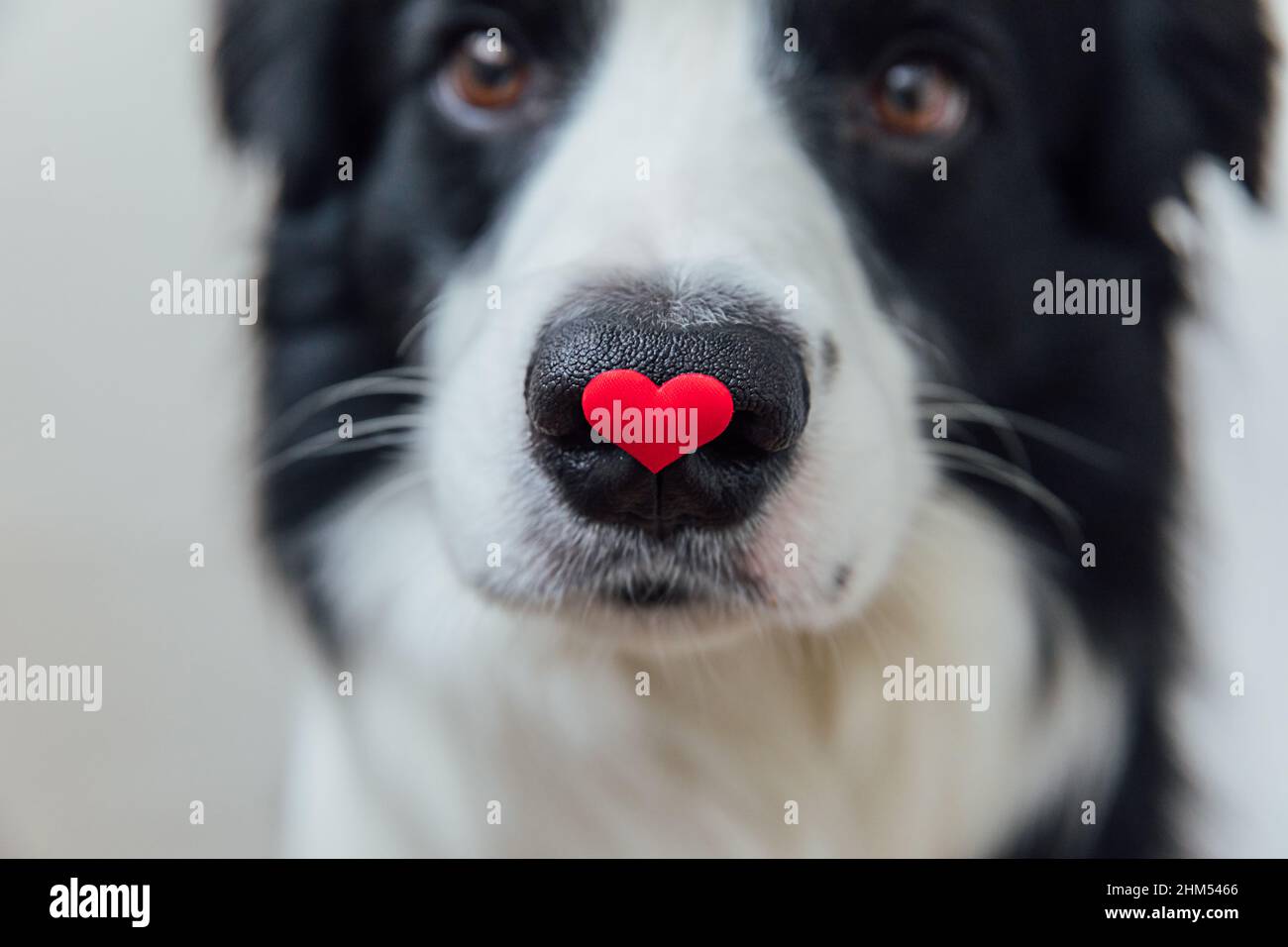 St. Valentine's Day concept. Funny portrait cute puppy dog border ...
