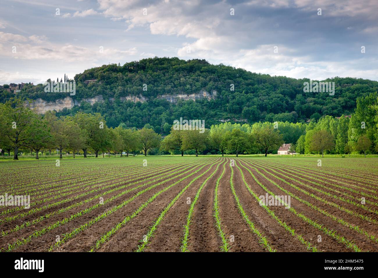 Lines of young spring planted crops with trees and hills in the ...
