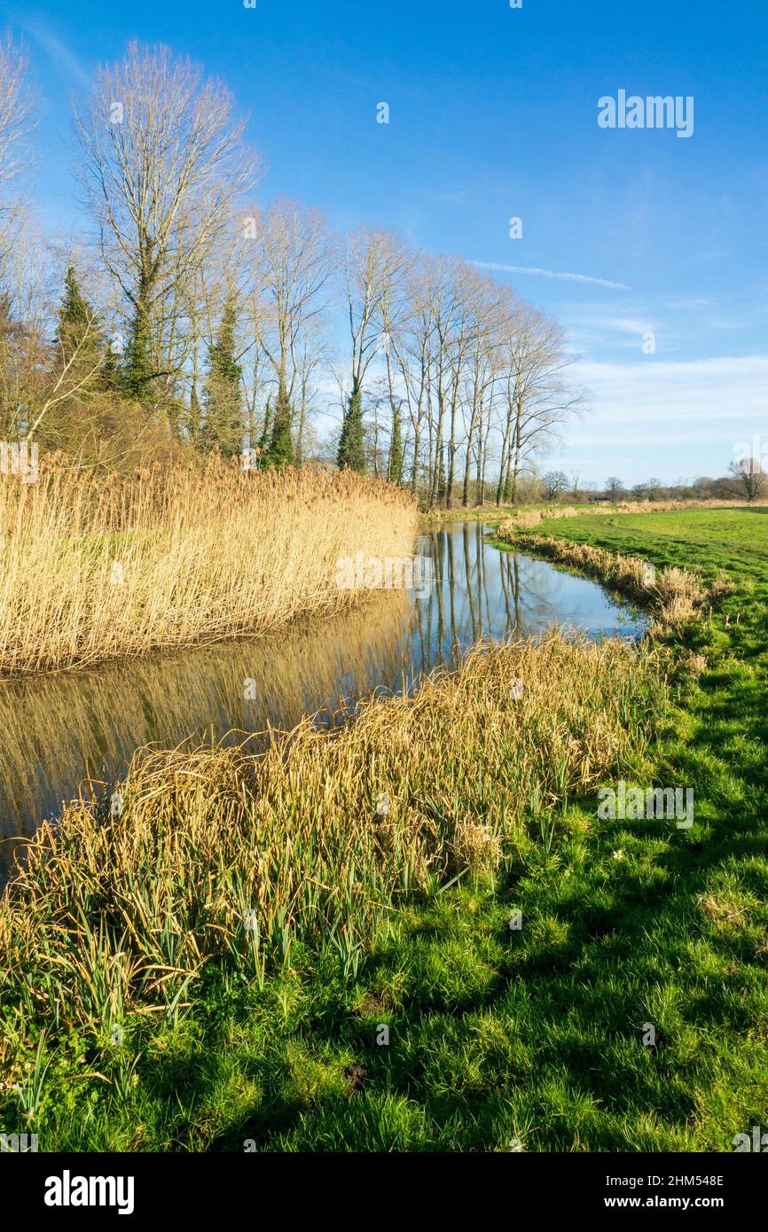 River Bure, Buxton Stock Photo - Alamy