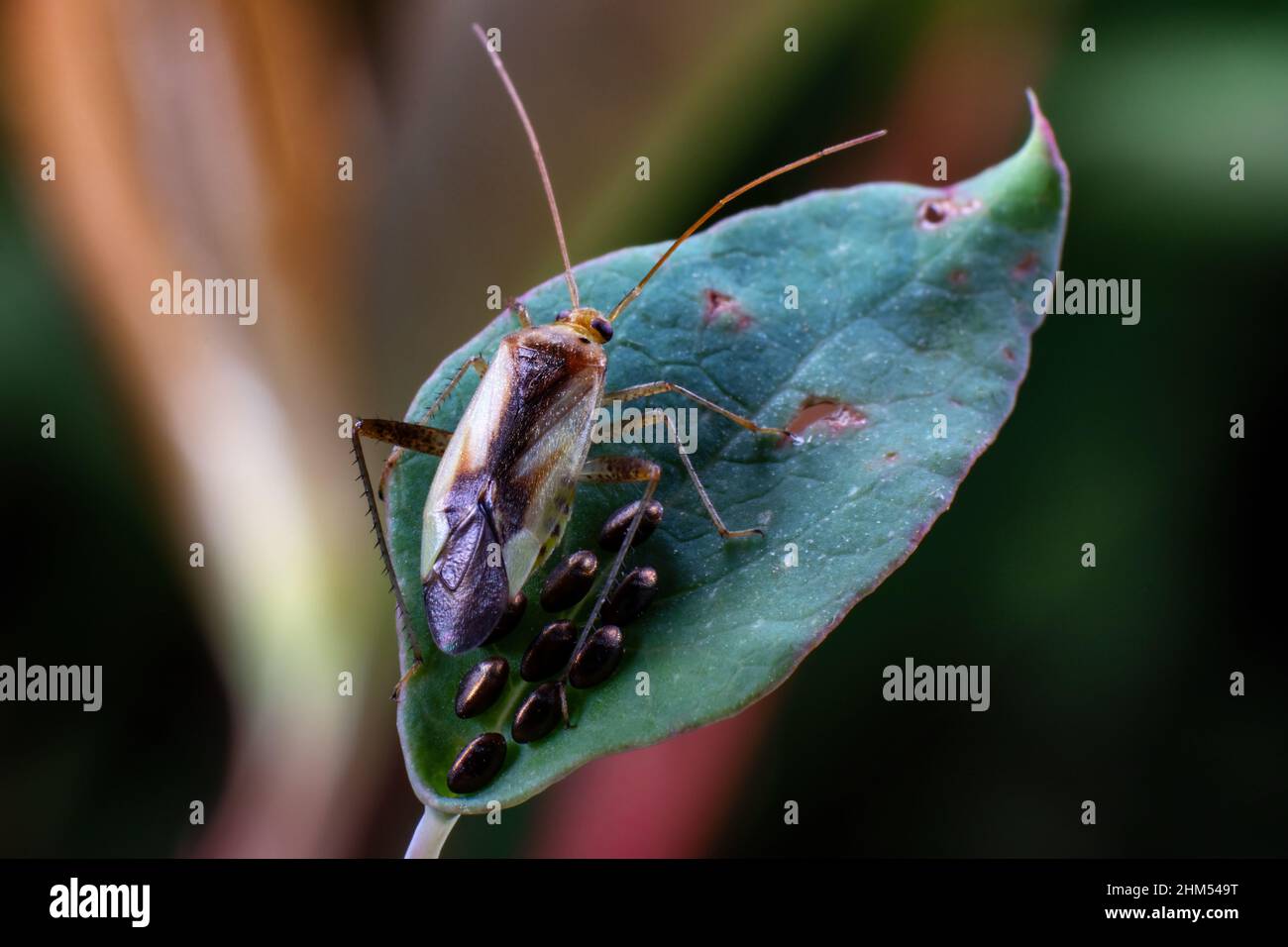 Chongqing rural ecological - bugs and eggs Stock Photo - Alamy