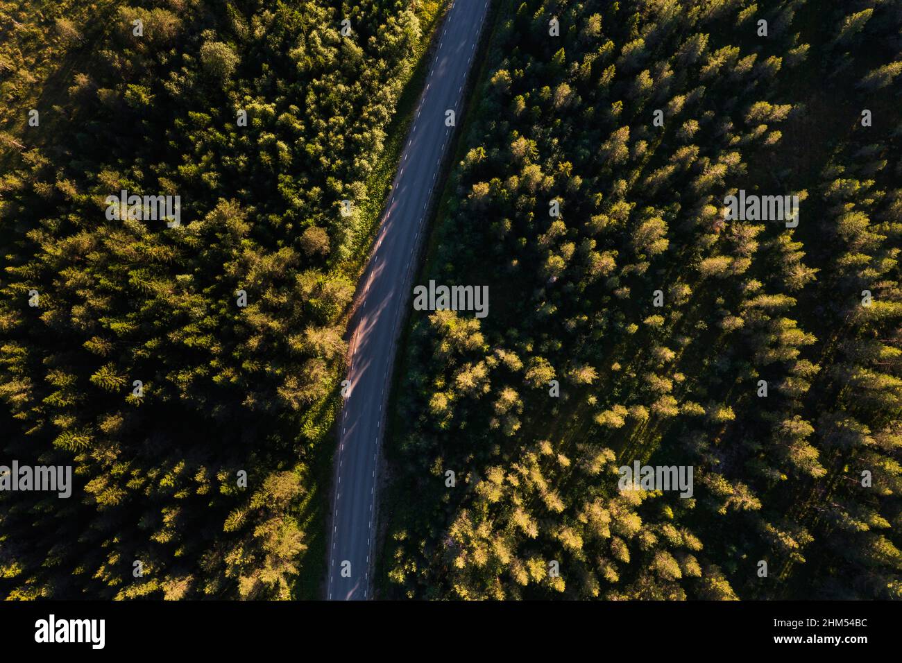 View of road through pine forest hi-res stock photography and images ...