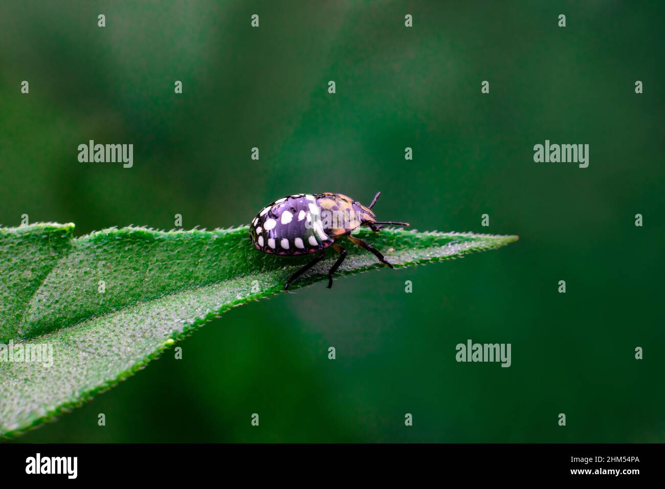 Chongqing rural ecological - bugs Stock Photo - Alamy