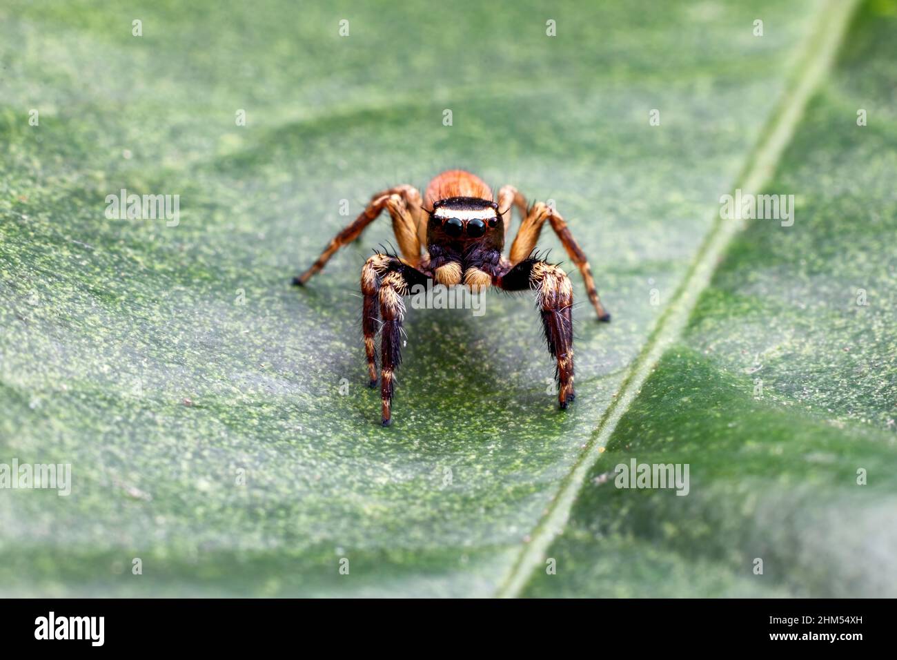 Pictures of spiders hi-res stock photography and images - Alamy