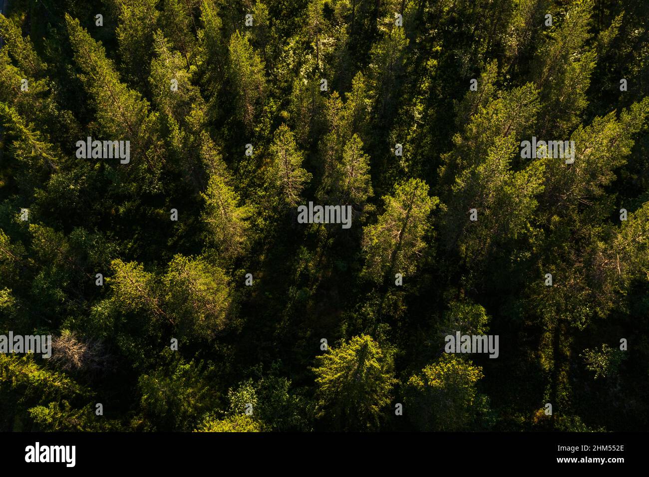 Aerial view coniferous forest green hi-res stock photography and images ...