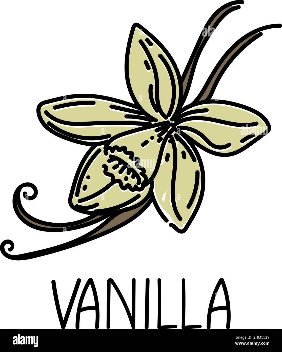 Vanilla, drawn element in doodle style. Logo and emblem packaging ...