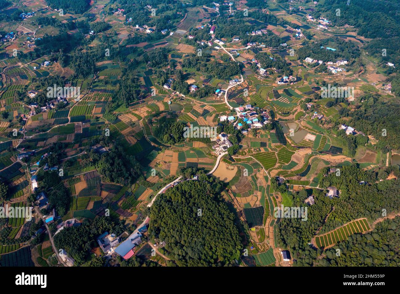Chongqing countryside - metro LingFengShan wang ginger planting base ...