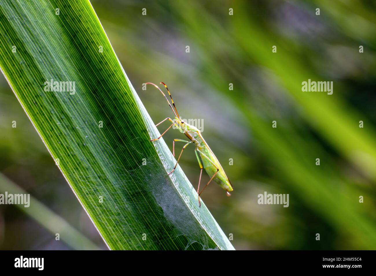 Chongqing bishan show insects in the park - lake green bugs Stock Photo ...