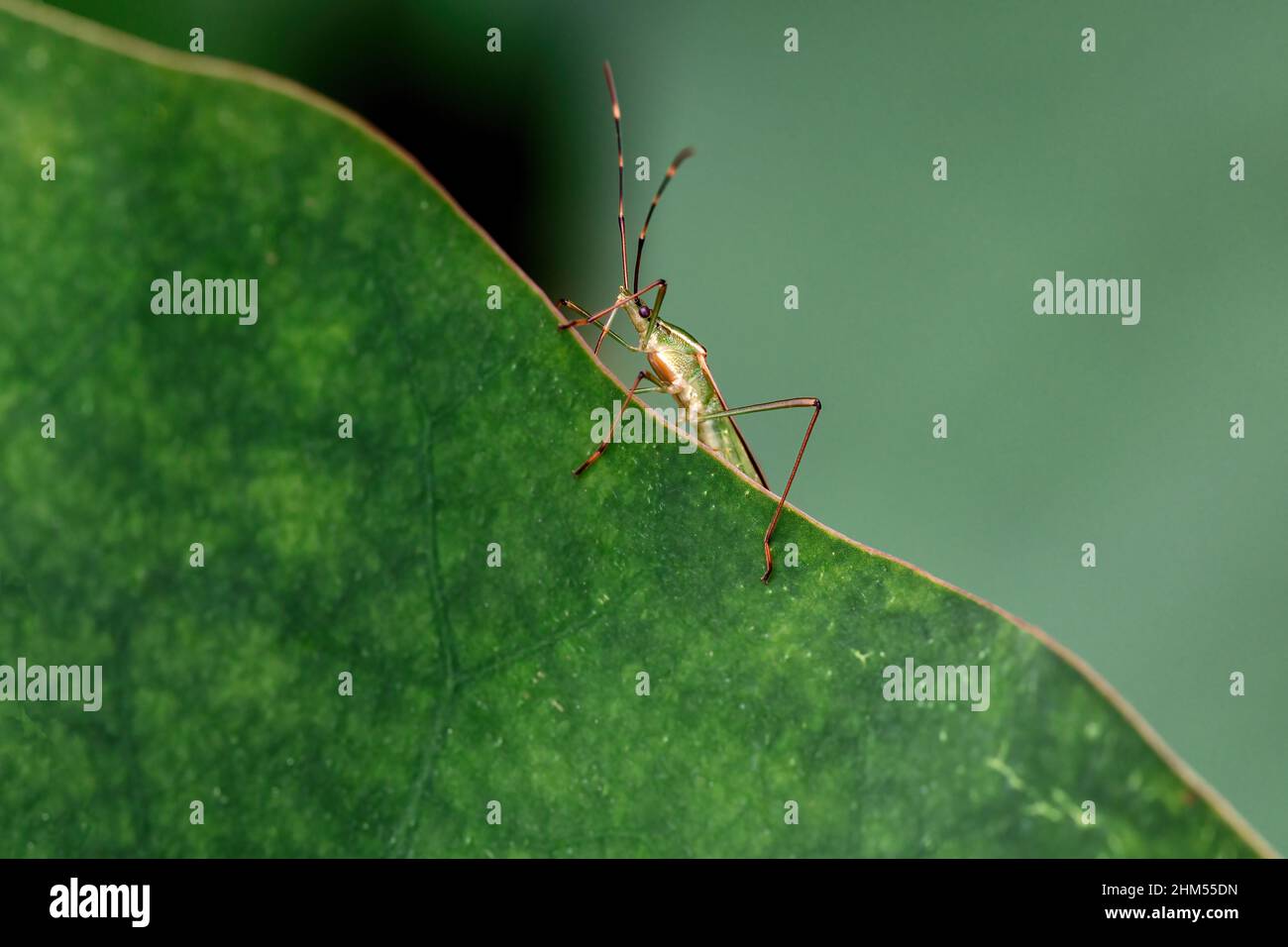Leaf bugs of asia hi-res stock photography and images - Alamy