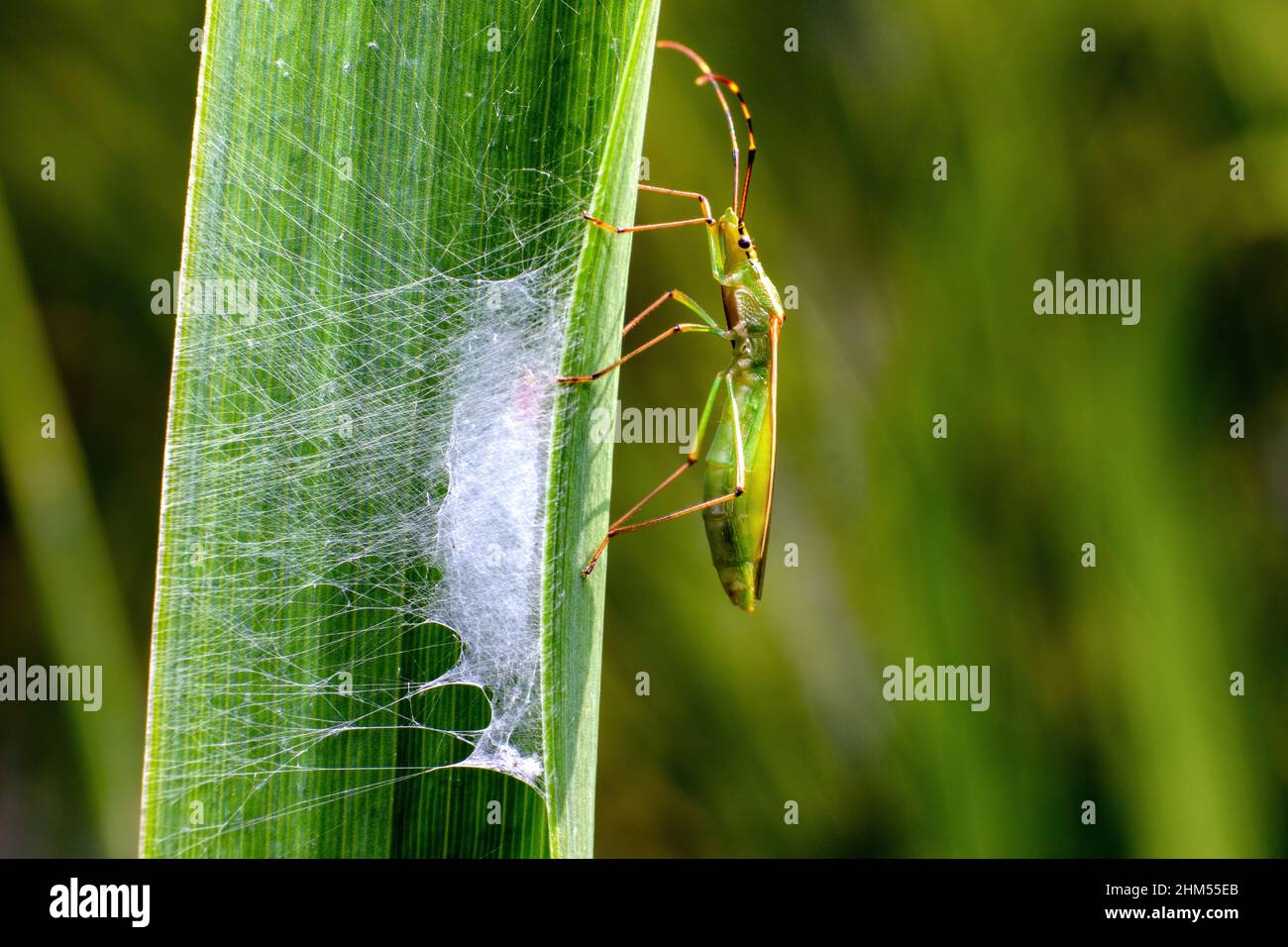 Chongqing bishan show insects in the park - lake green bugs Stock Photo ...