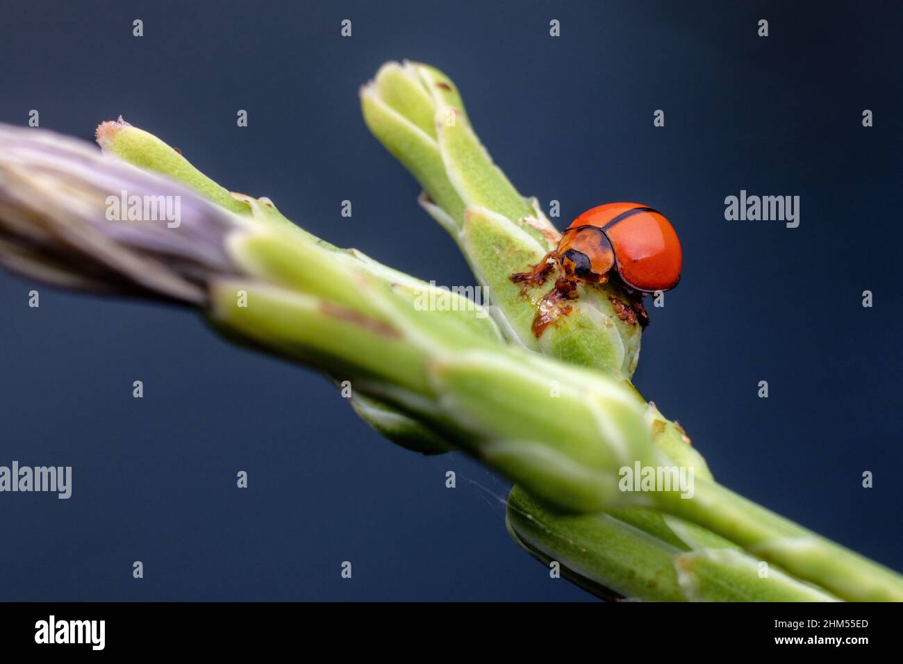Chongqing bishan show insects - plagiodera lake park Stock Photo - Alamy