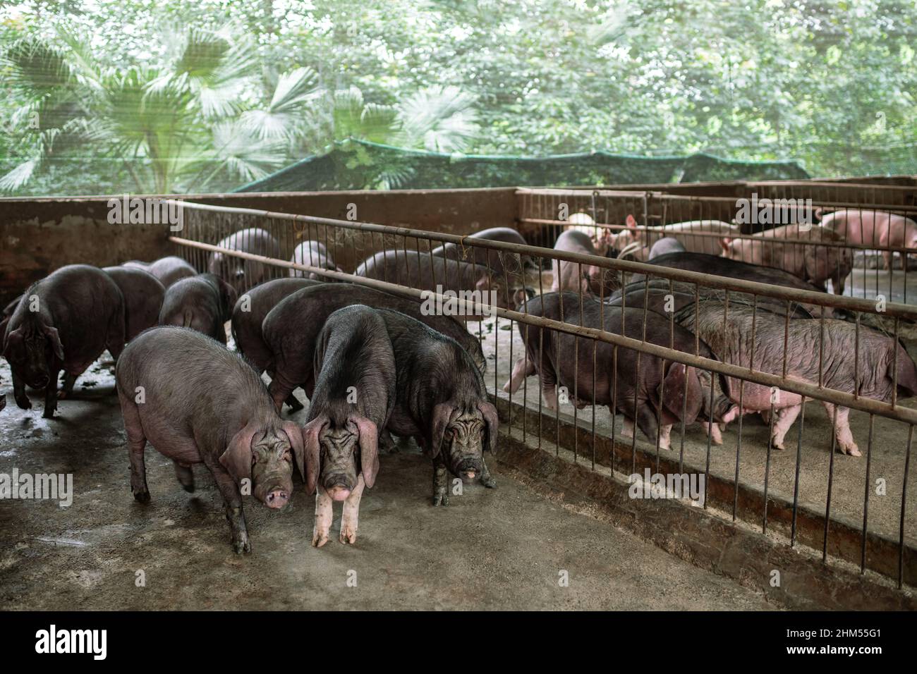 Chongqing rural revitalization - pig breeding Stock Photo - Alamy