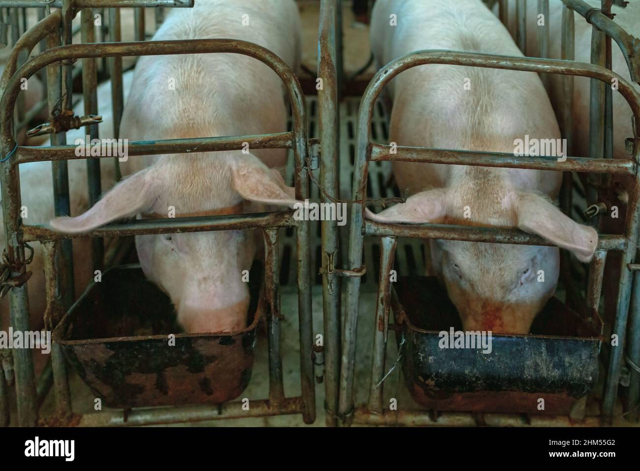 Chongqing rural revitalization - pig breeding Stock Photo - Alamy